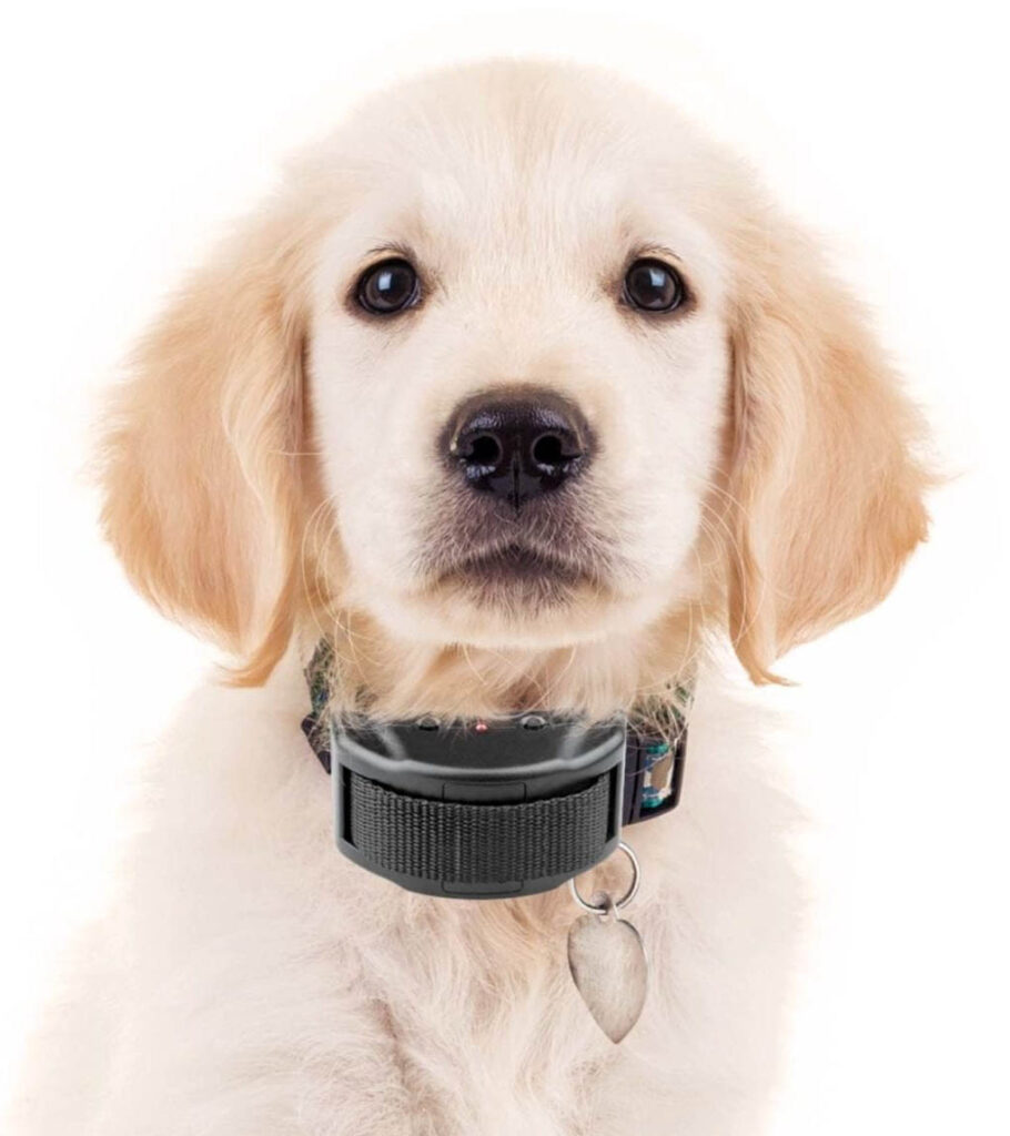 Things To Know Before Buying A Shock Collar? - Jaxtr