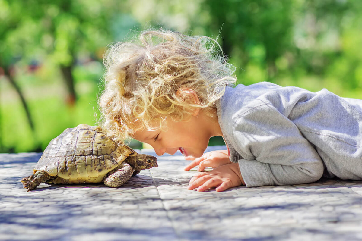 5 Reasons Why Turtles Are The Best Low Maintenance Pets - Jaxtr
