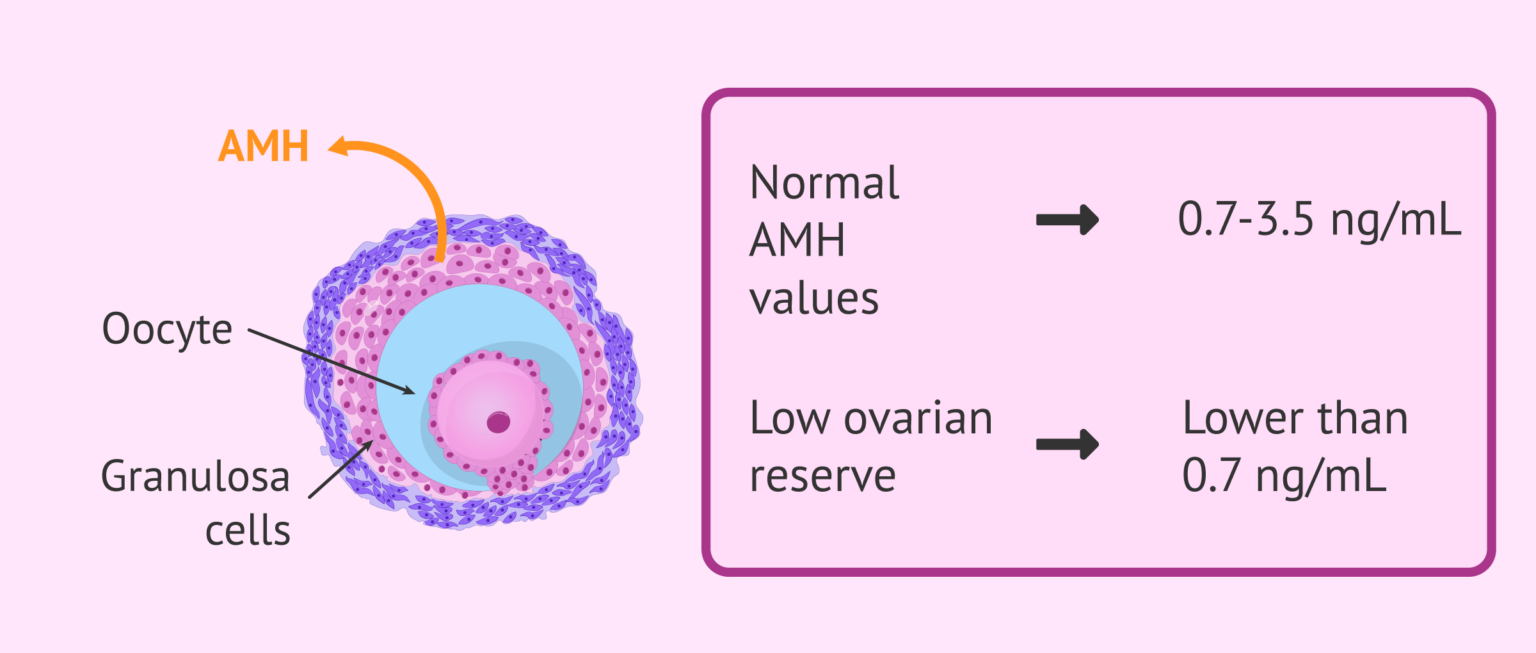 5 Things to Know About Anti-Mullerian Hormone Test - Jaxtr