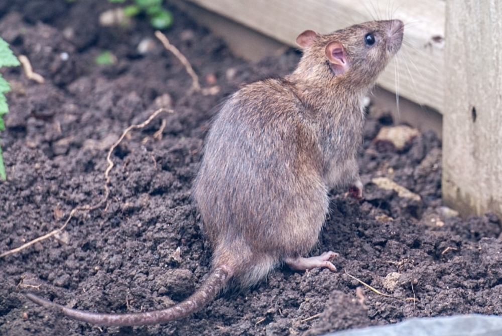 6 Rodent-Proofing Tips for Your Garden: Keeping the Pests Away - 2024 ...