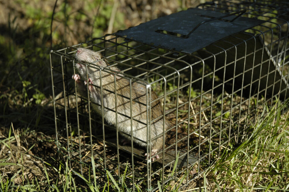 6 Rodent-Proofing Tips for Your Garden: Keeping the Pests Away - 2024 ...
