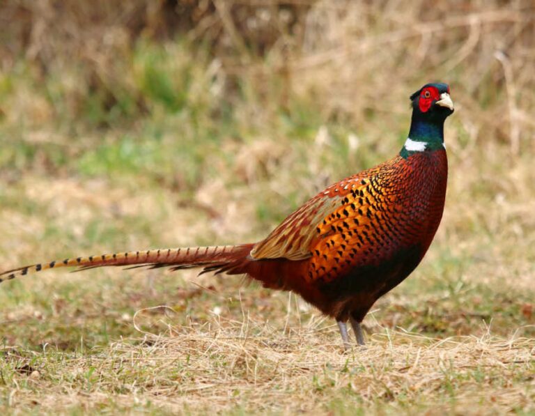 Innovative Silent Auction Ideas for Your Pheasants Forever Banquet - Jaxtr